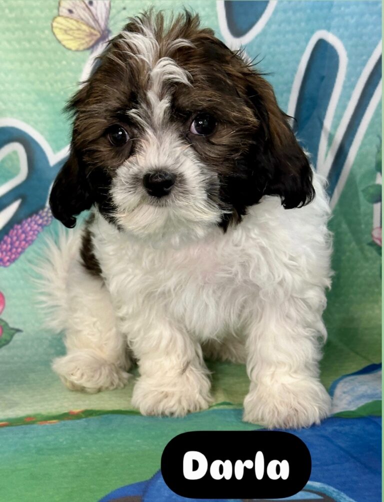 Puppies For Sale - Ohio Puppy Adoption - Pawsome Pups